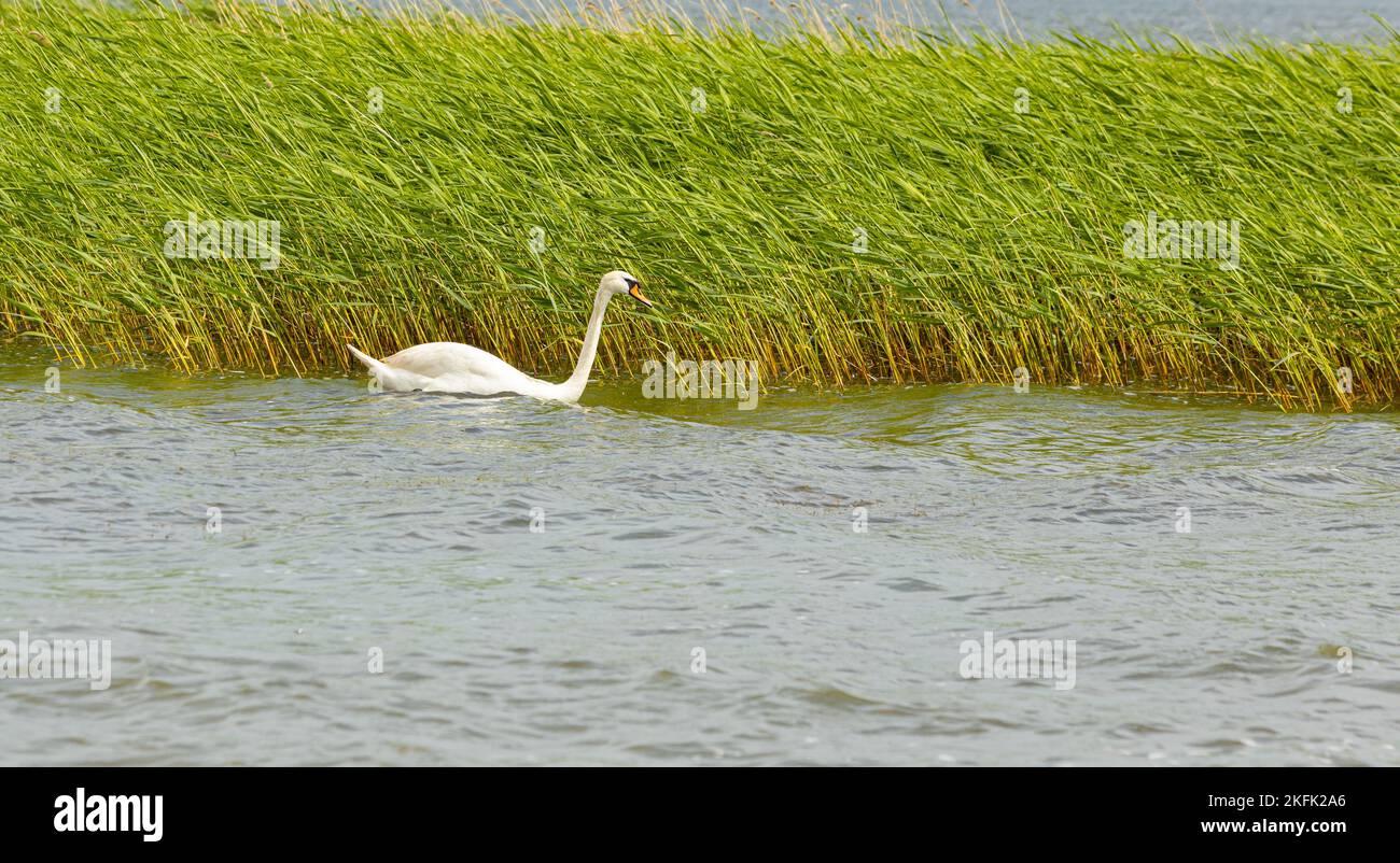 White swan swims in reeds hi-res stock photography and images - Alamy