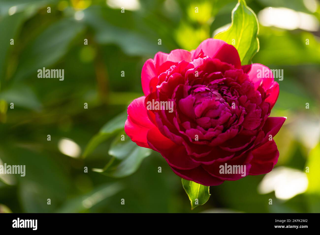 Rose sprig hi-res stock photography and images - Alamy