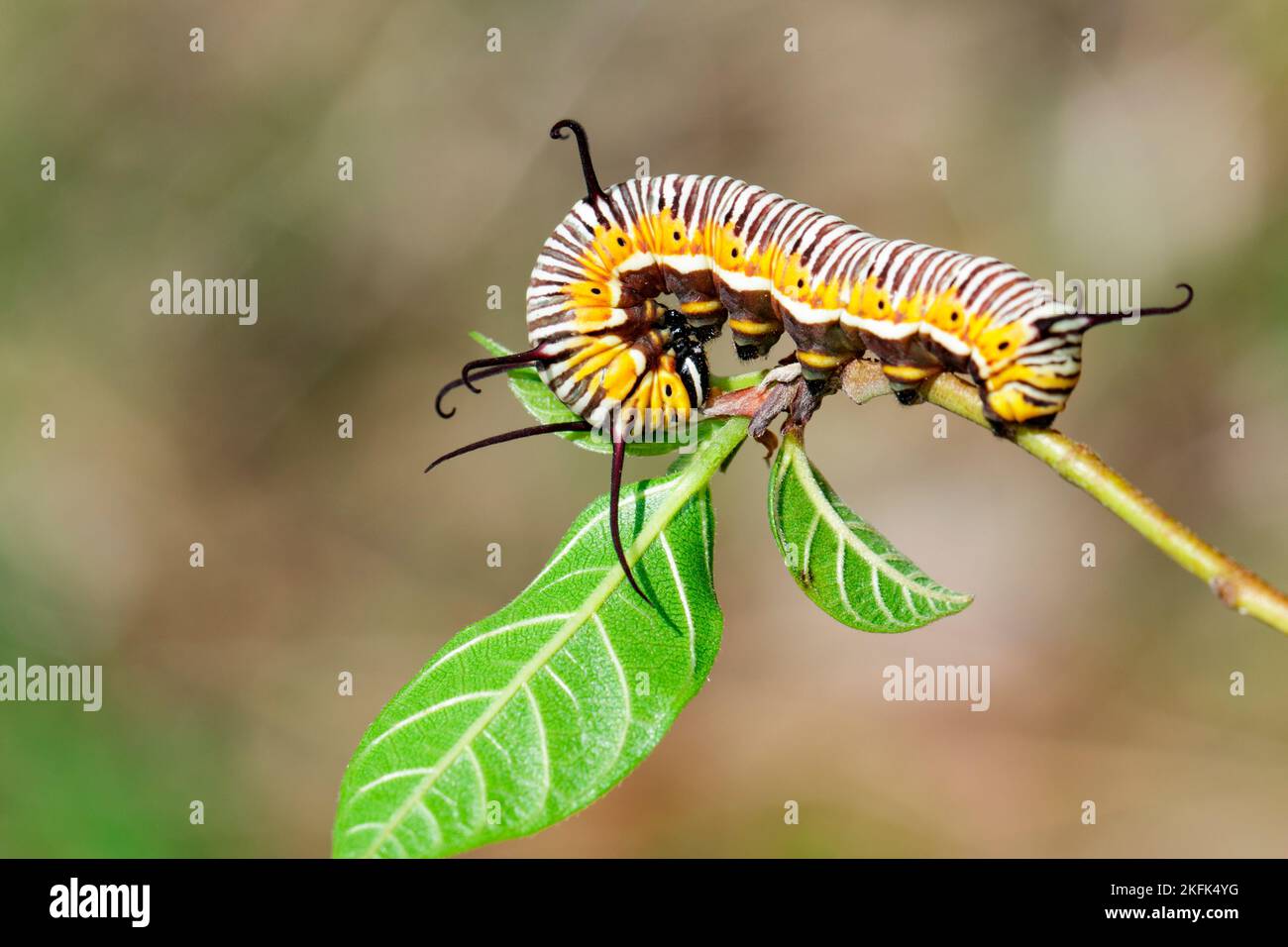 Image of caterpillars of common indian crow on the branches on a ...