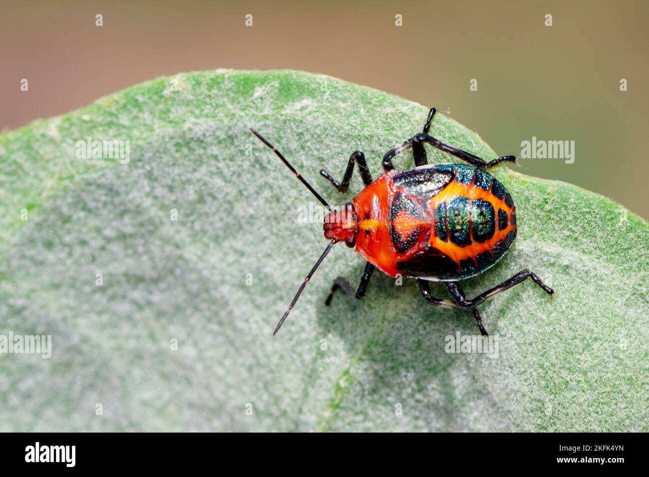 Bugs Crawling On Screen Screensaver