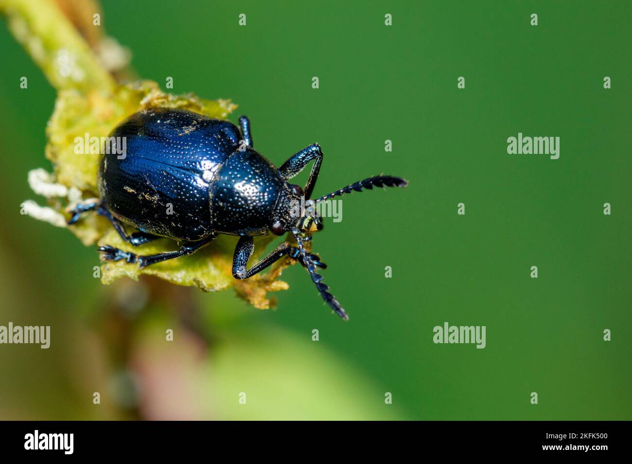 Image of blue milkweed beetle on the branches on a natural background ...