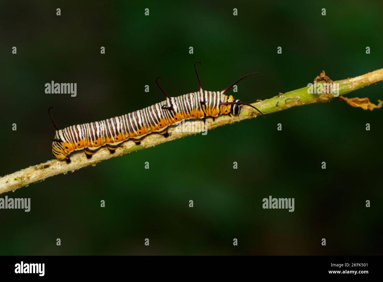 Image of caterpillars of common indian crow on the branches on a ...