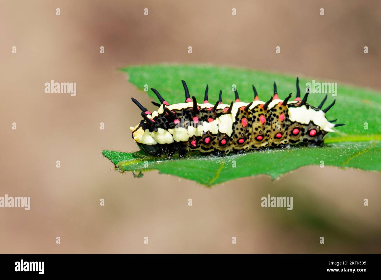 Image of Caterpillars of common mime on green leaves on a natural ...