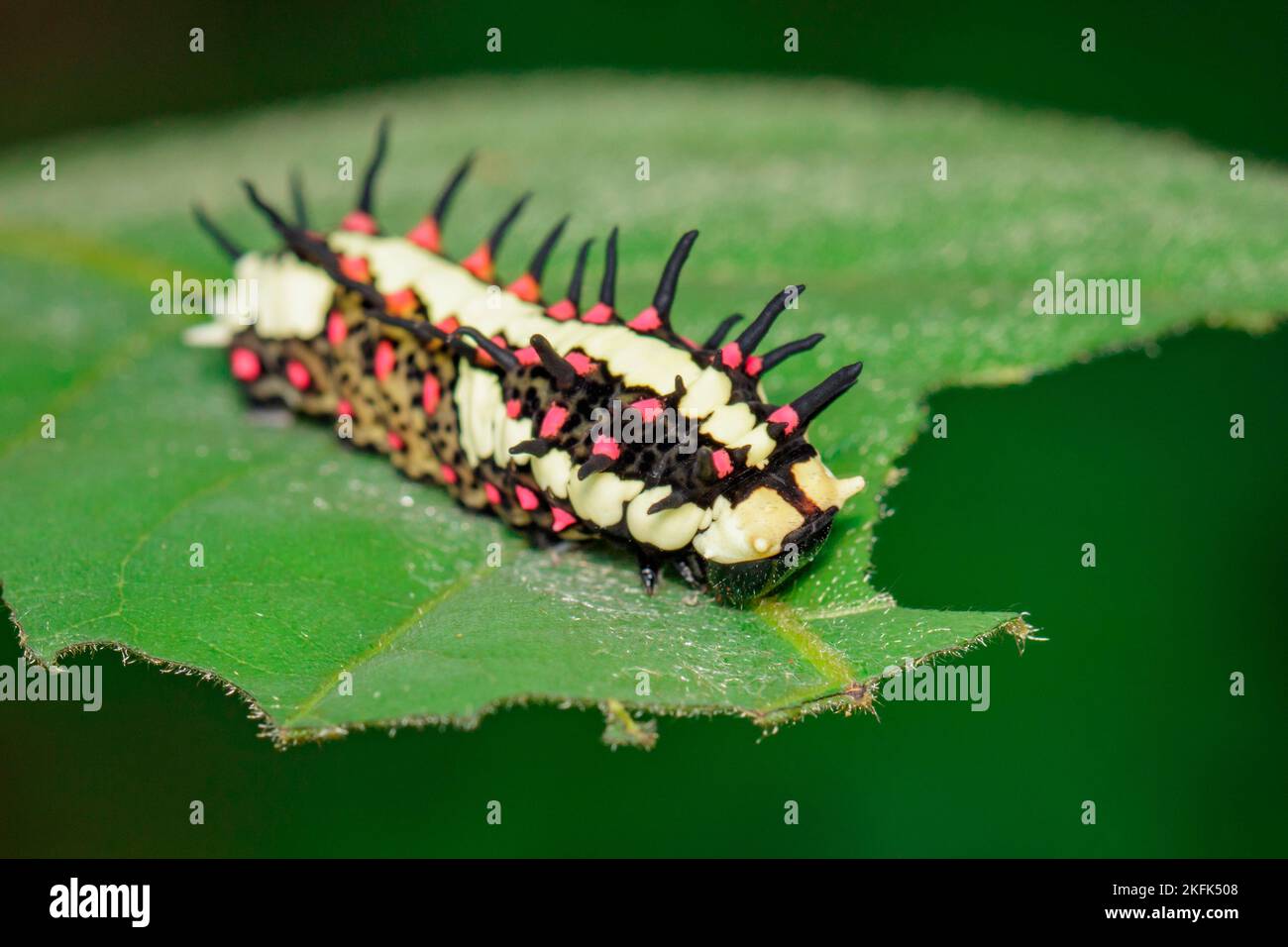 Image of Caterpillars of common mime on green leaves on a natural ...