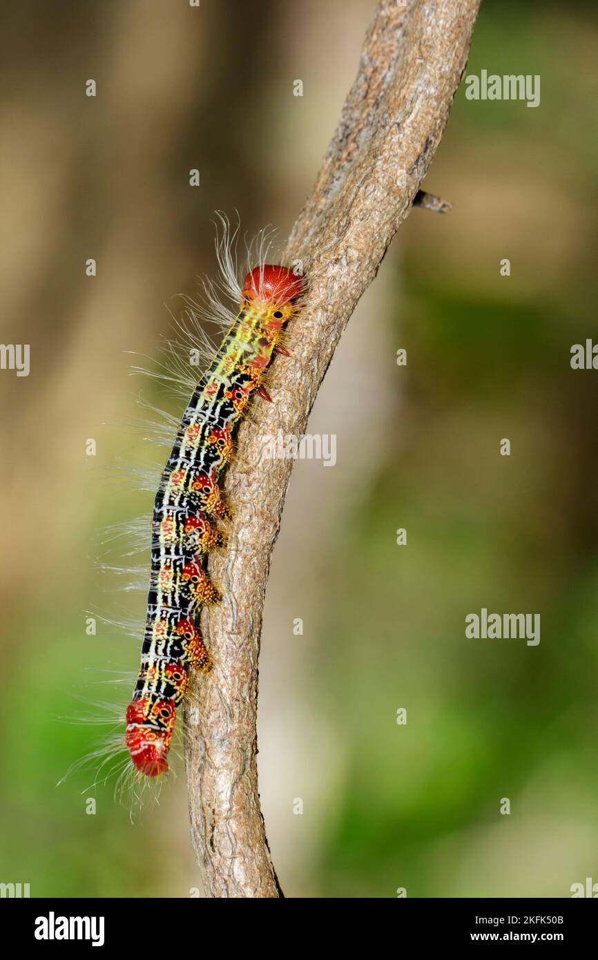 Image of a red-black caterpillar bug on green branch. Insect. Animal ...