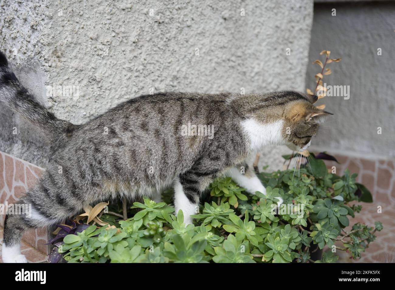 European Celtic Cat Stock Photo - Alamy
