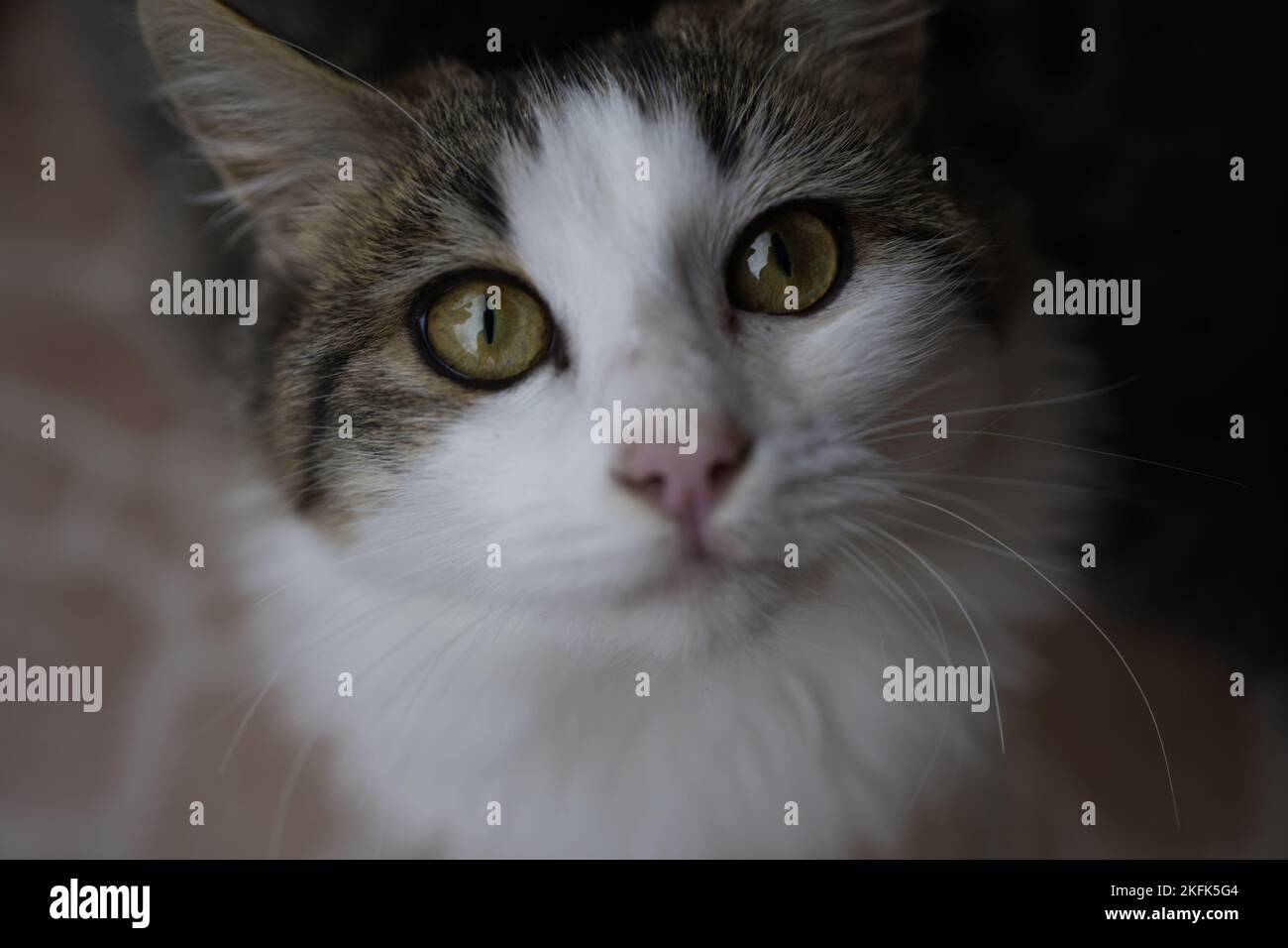 European Celtic Cat Stock Photo - Alamy