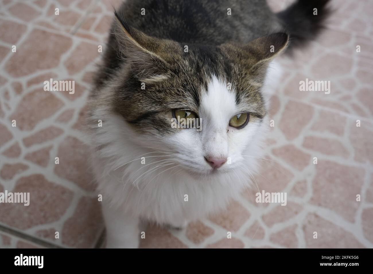 European Celtic Cat Stock Photo - Alamy