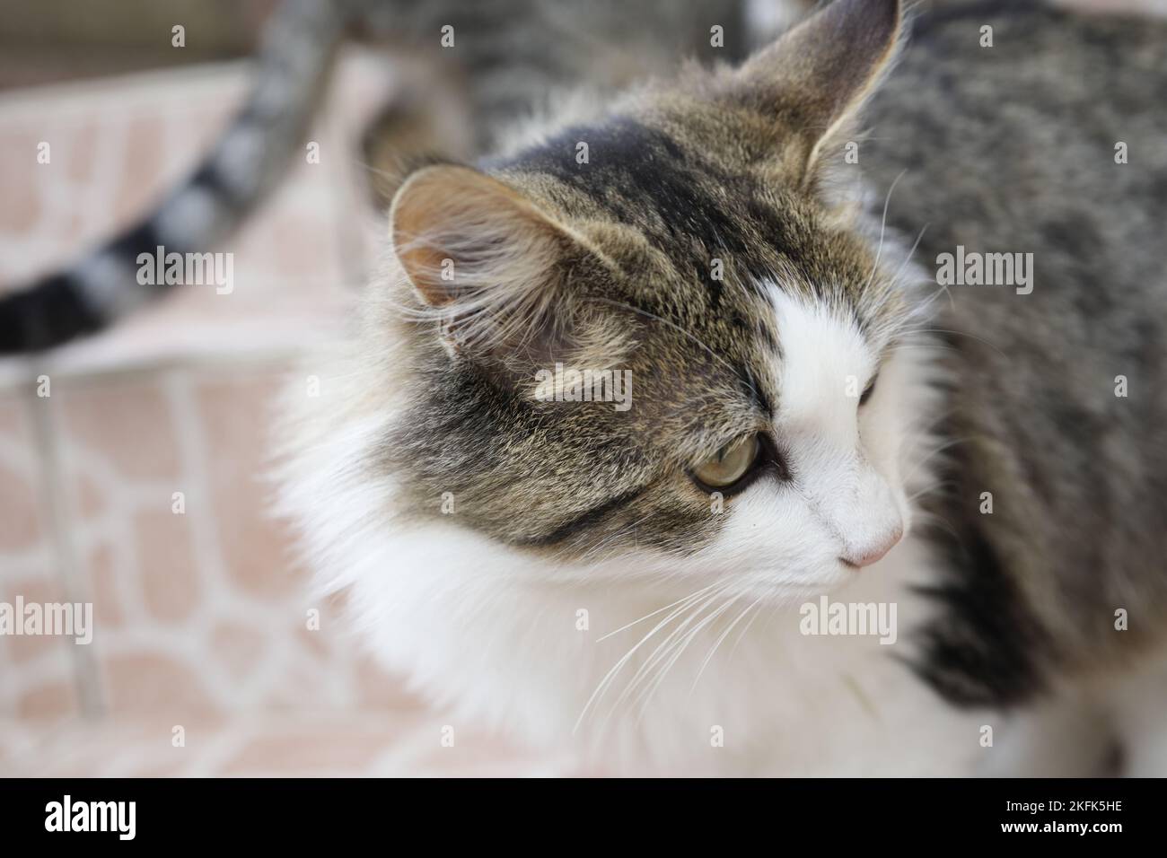 European Celtic Cat Stock Photo - Alamy