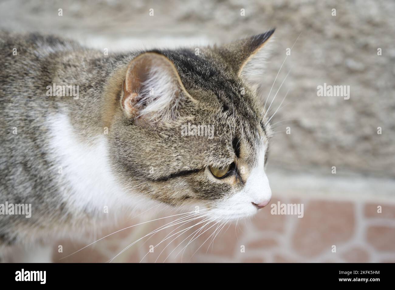 European Celtic Cat Stock Photo - Alamy
