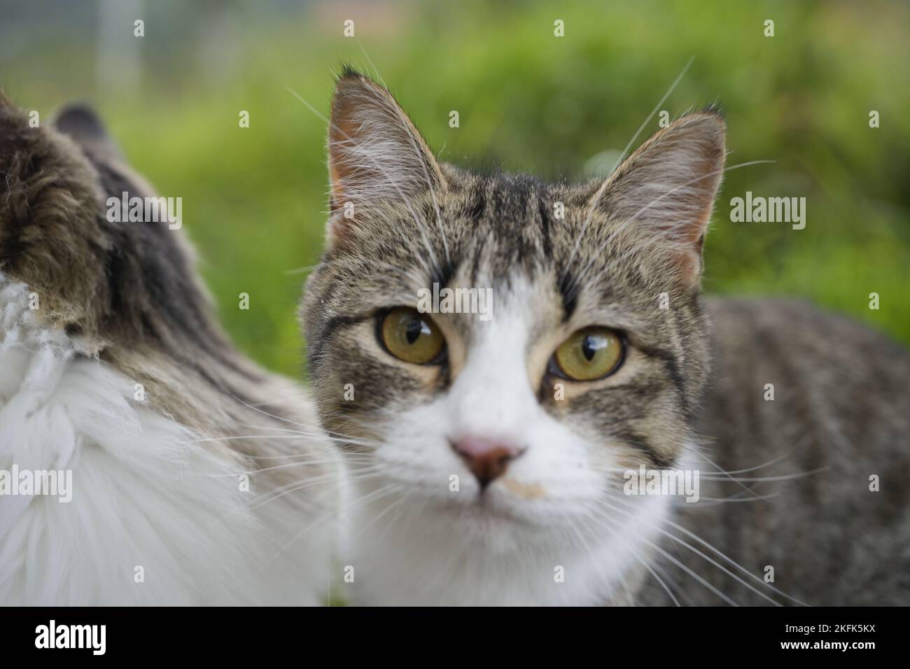 European Celtic Cat Stock Photo - Alamy