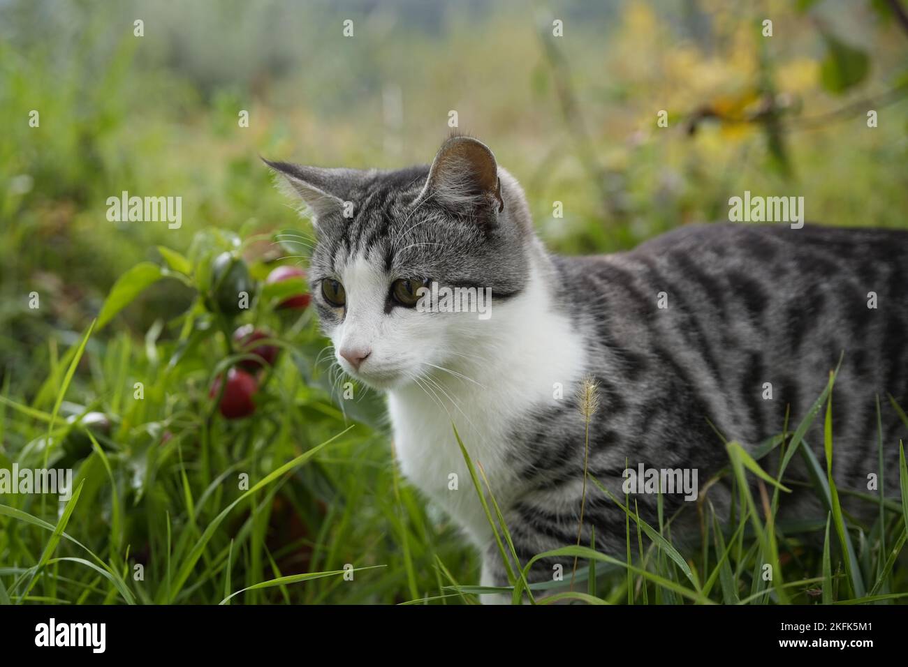 European Celtic Cat Stock Photo - Alamy