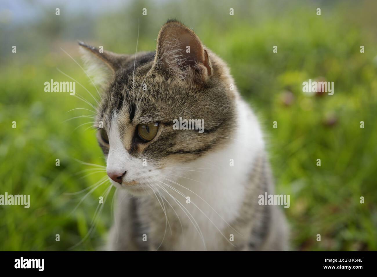 European Celtic Cat Stock Photo - Alamy