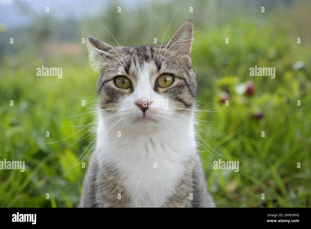 European Celtic Cat Stock Photo - Alamy