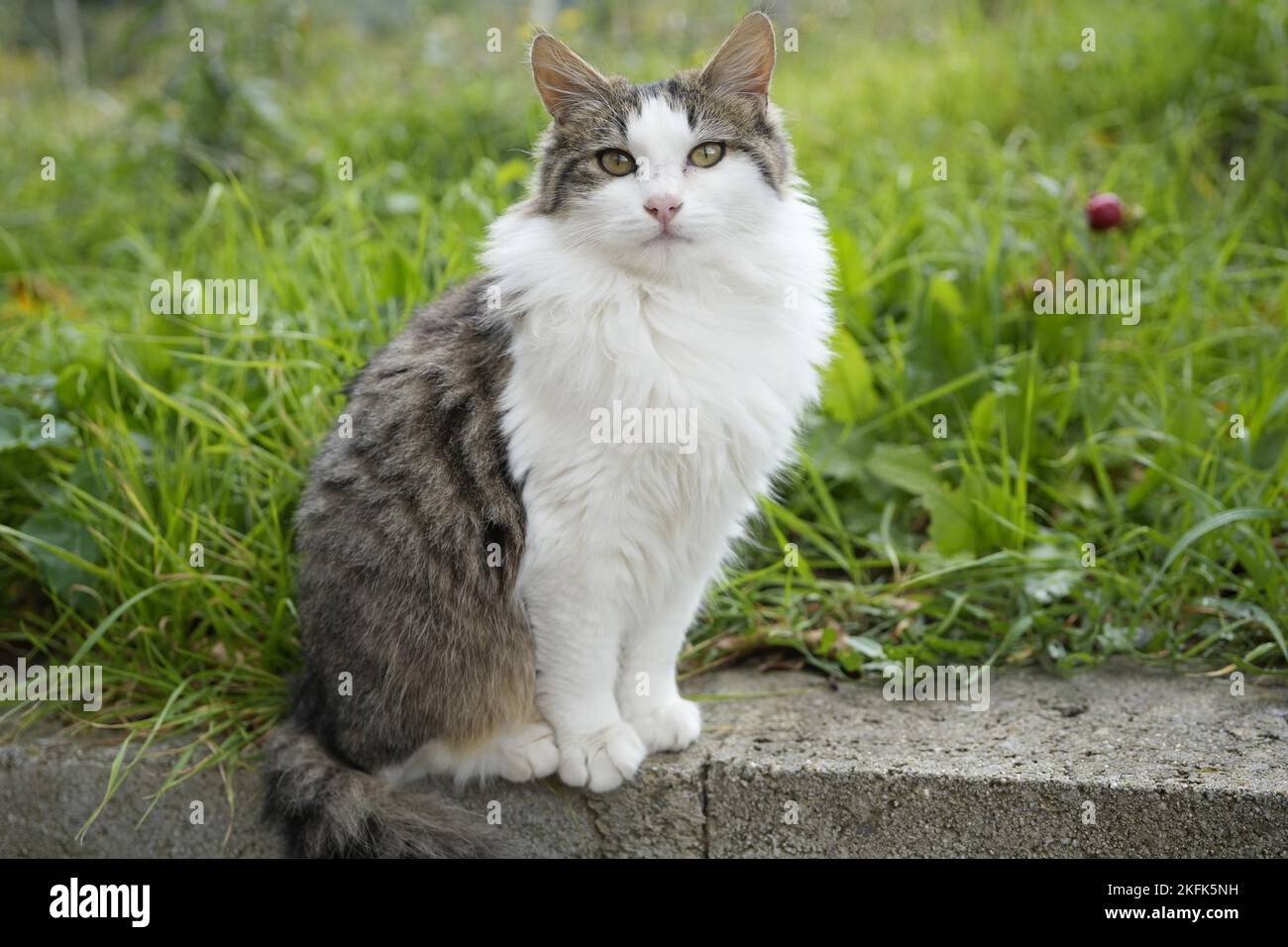 European Celtic Cat Stock Photo - Alamy
