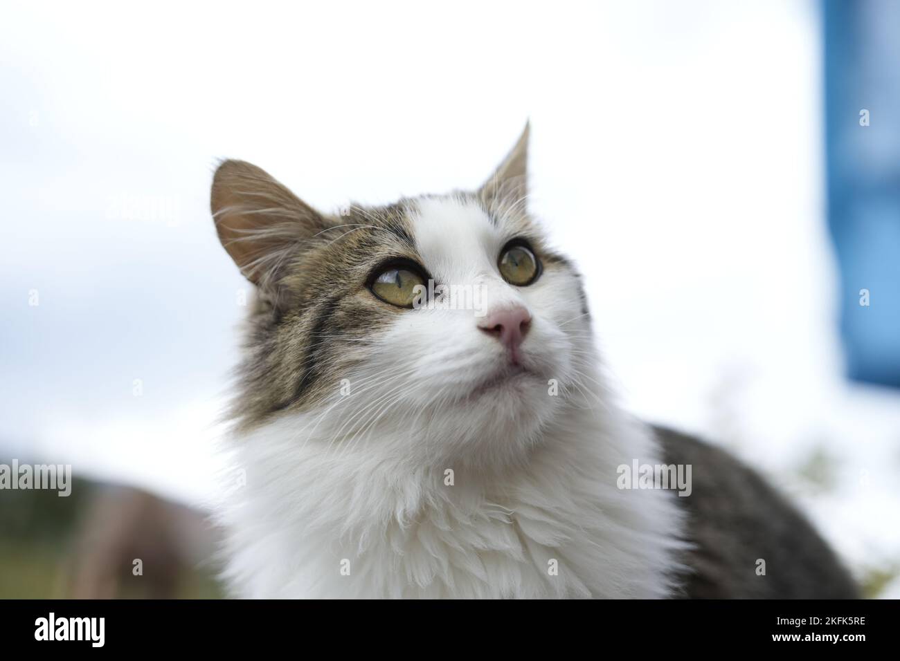 European Celtic Cat Stock Photo - Alamy