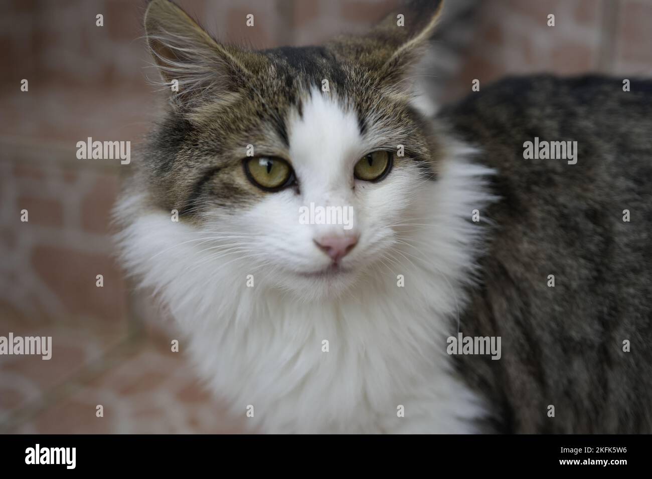 European Celtic Cat Stock Photo - Alamy