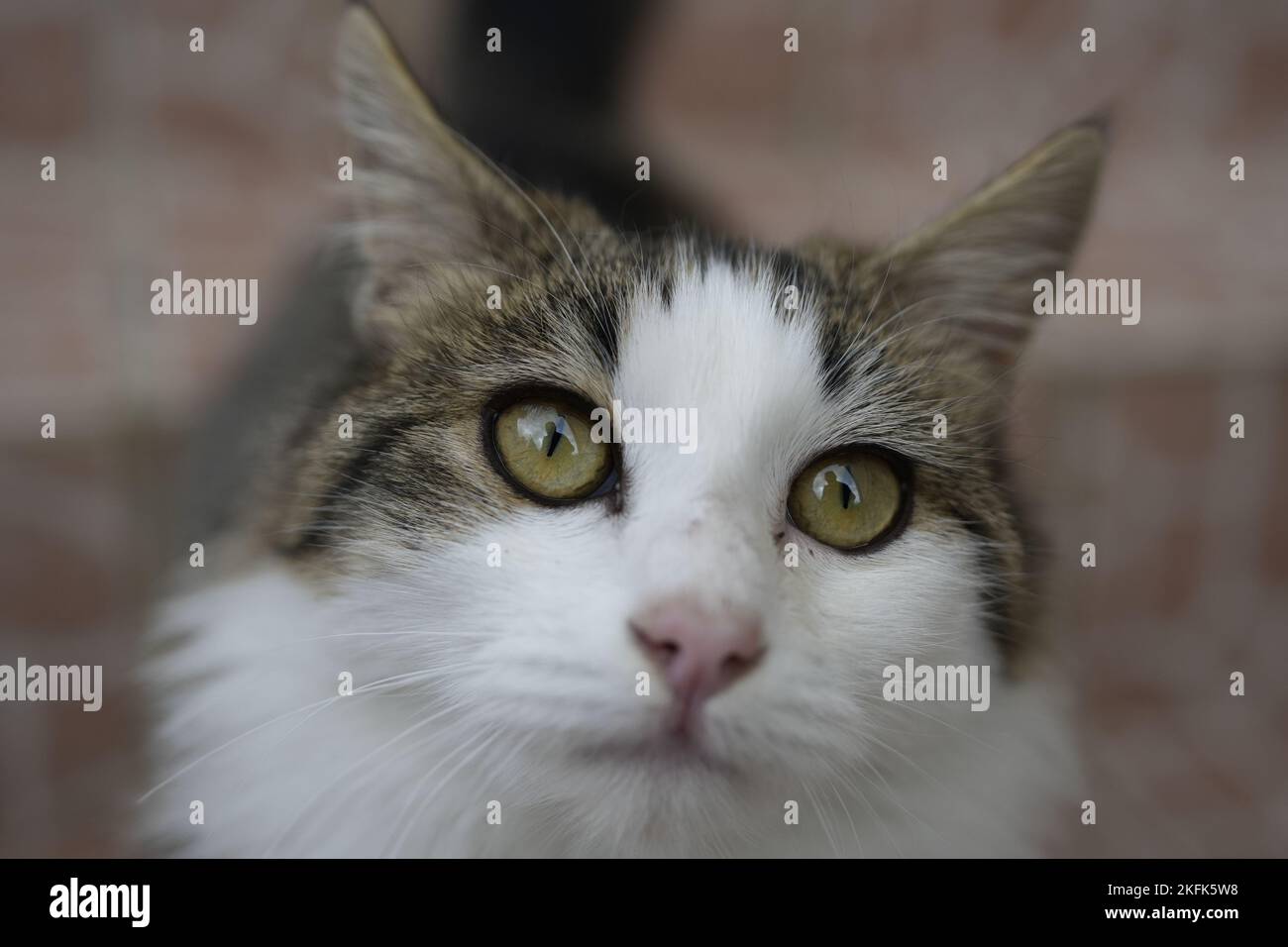 European Celtic Cat Stock Photo - Alamy