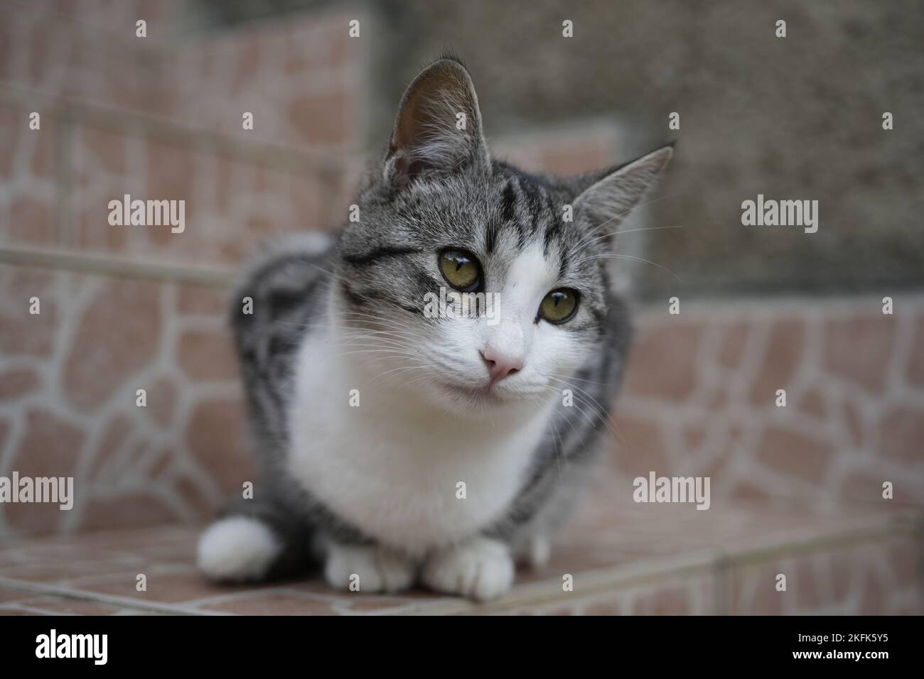 European Celtic Cat Stock Photo - Alamy