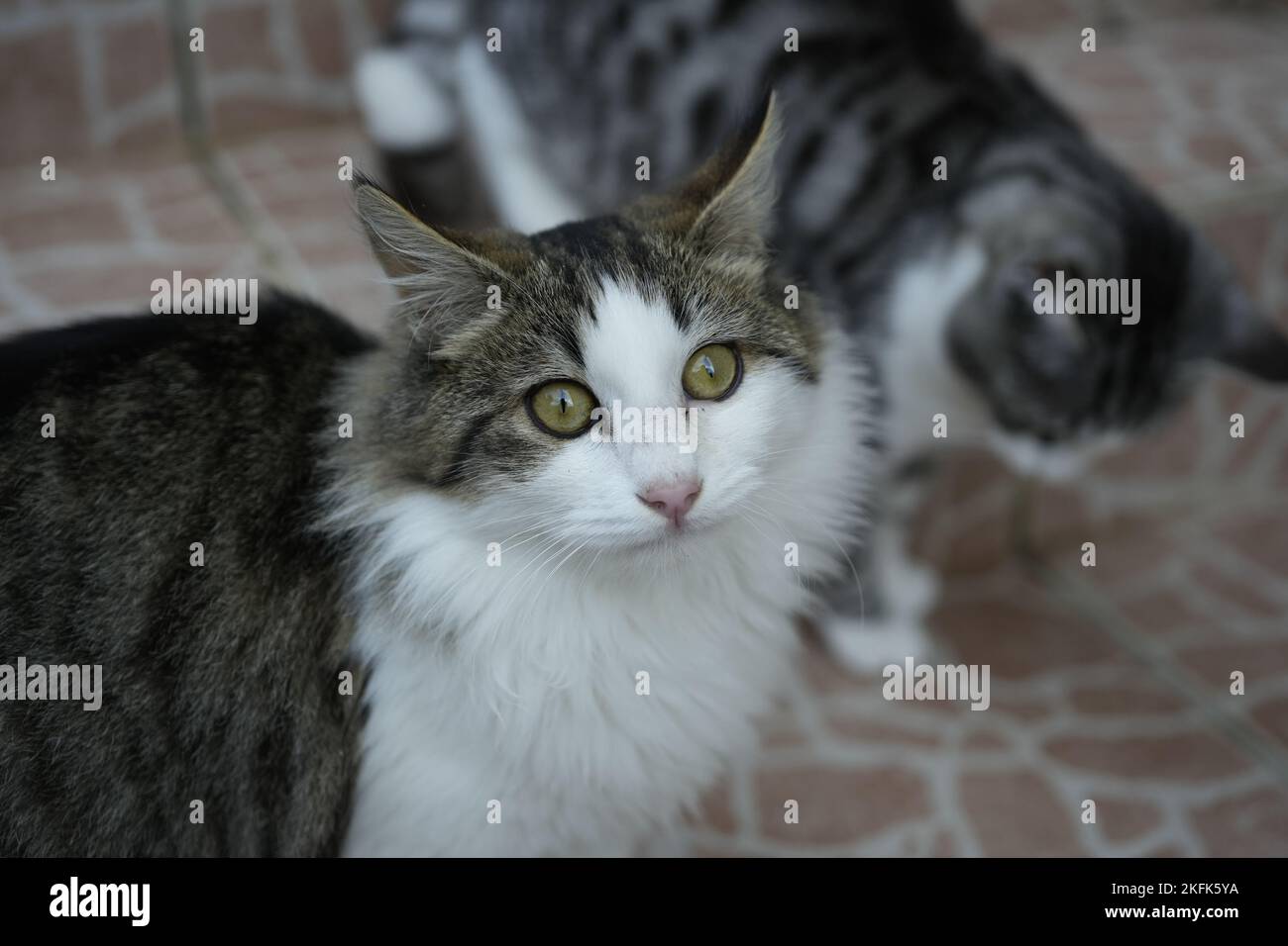 European Celtic Cat Stock Photo - Alamy