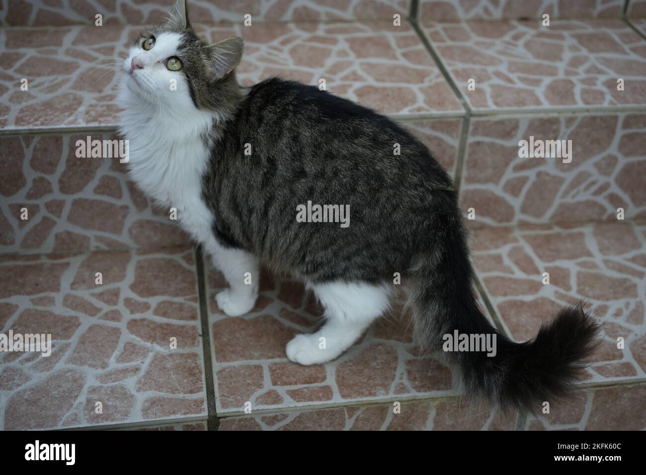 European Celtic Cat Stock Photo - Alamy