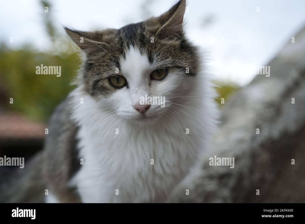 European Celtic Cat Stock Photo - Alamy