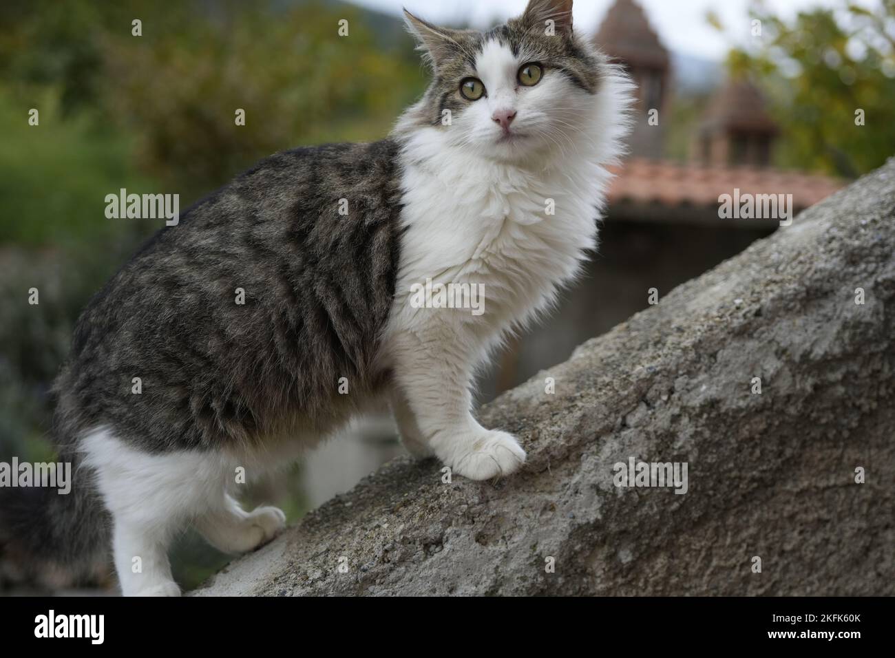 European Celtic Cat Stock Photo - Alamy