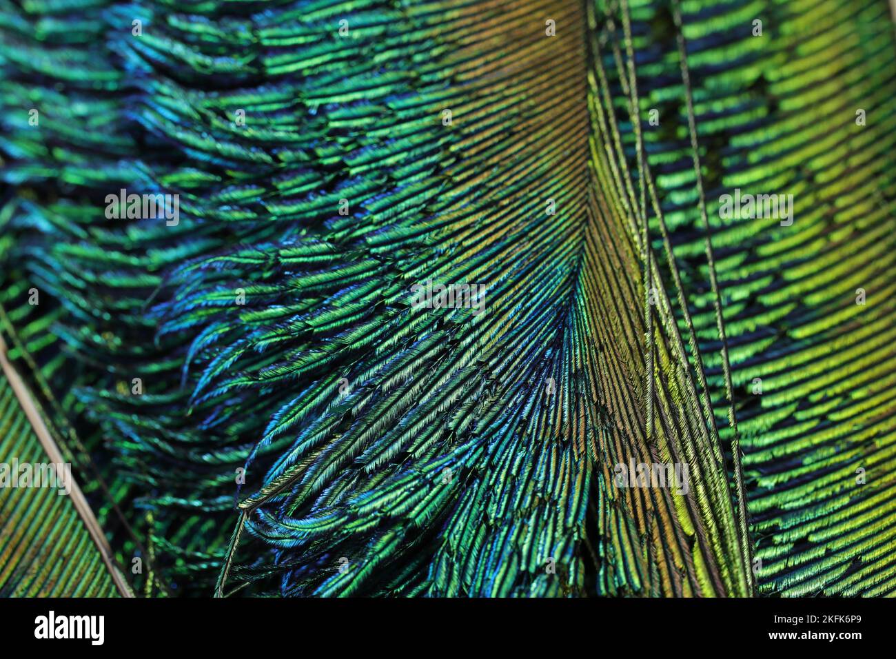 Beautiful, shiny, bright, turquoise feather closeup. Feather isolated ...