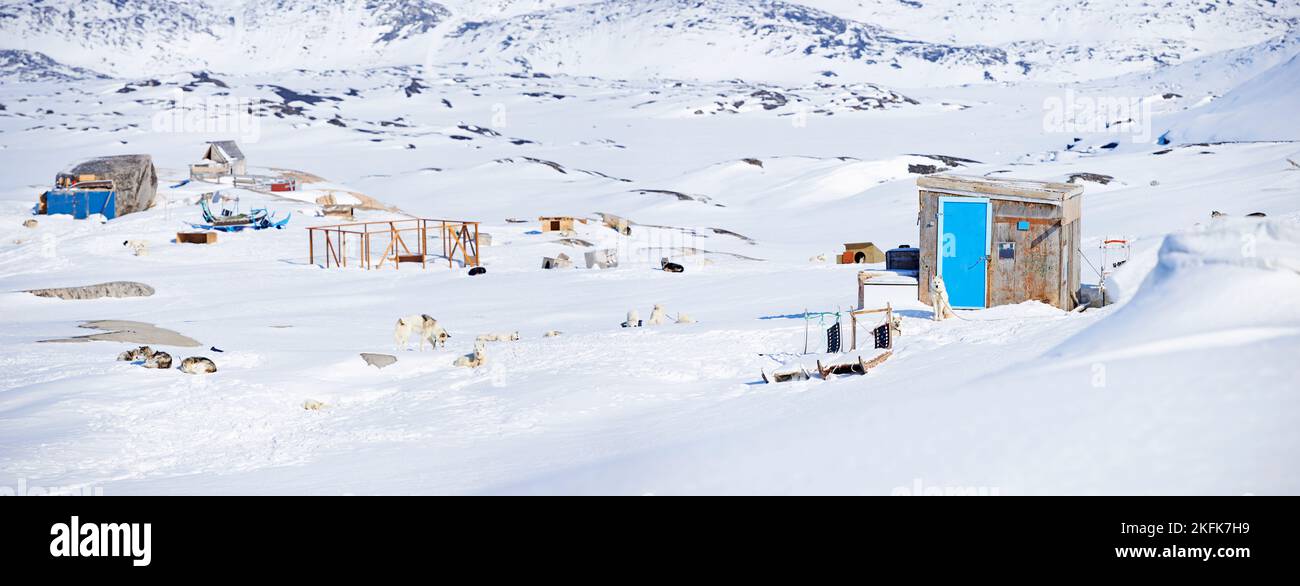 Sled dogs in around the city of Ilulissat - Greenland. Sled dog - 7000 ...