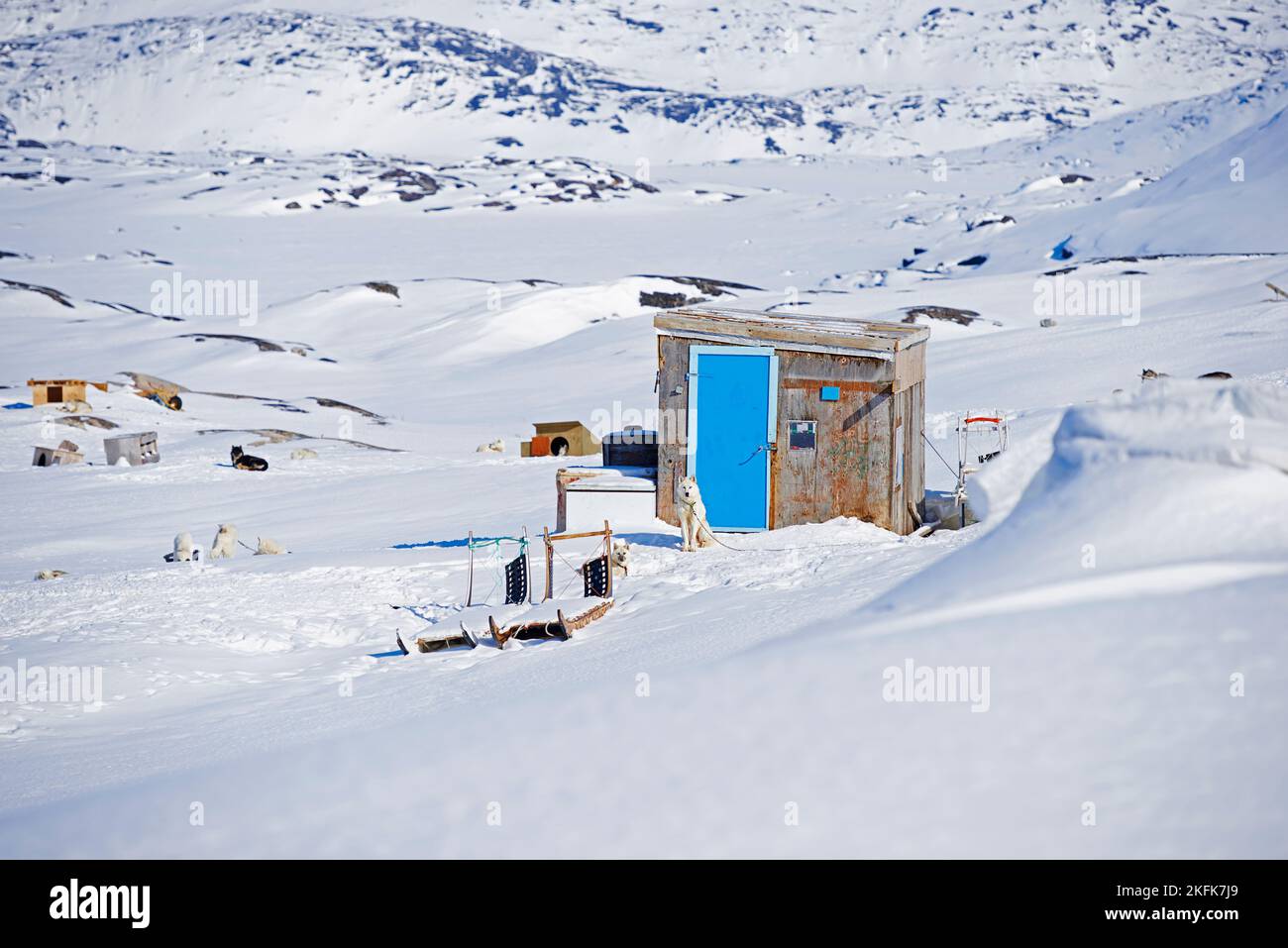 Sled dogs in around the city of Ilulissat - Greenland. Sled dog - 7000 ...