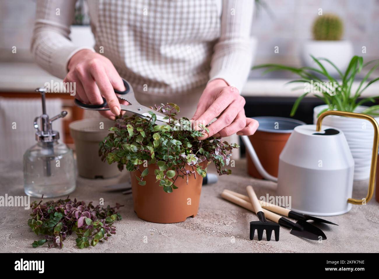 Woman taking a cutting flower hi-res stock photography and images - Alamy