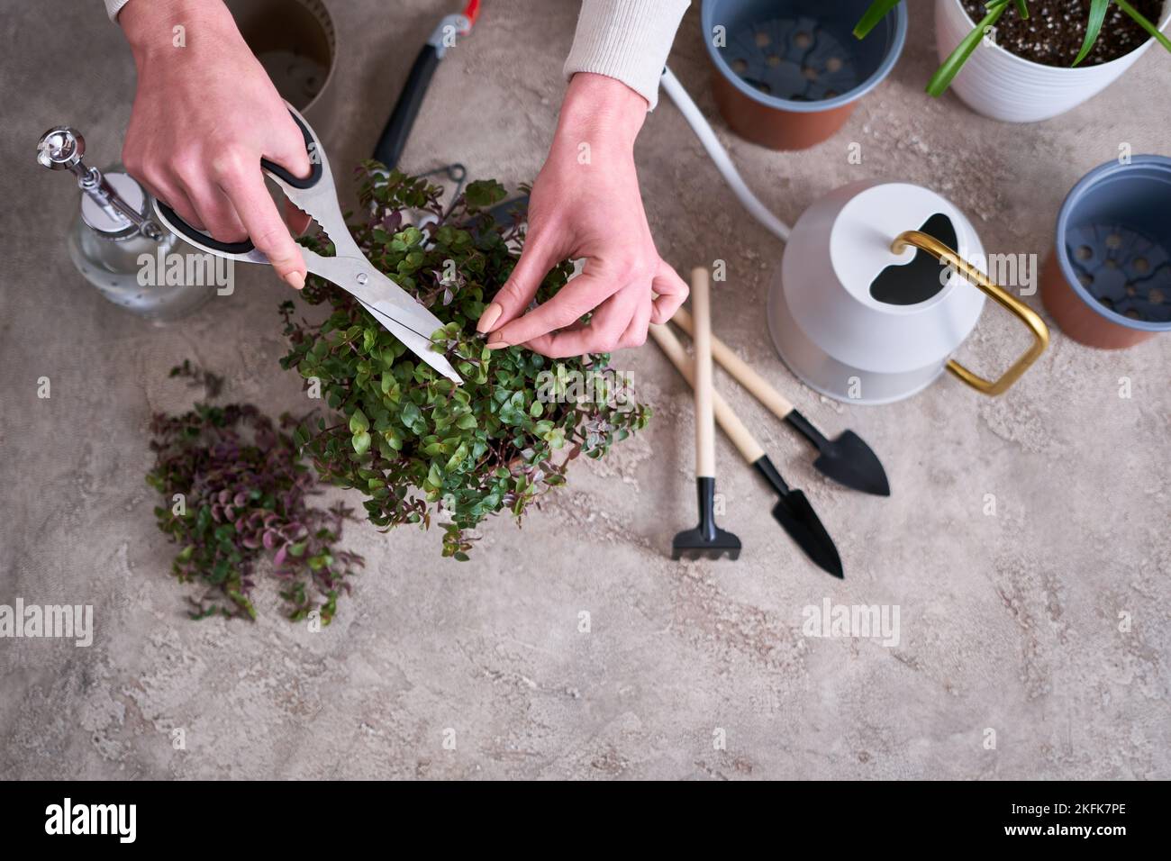 Taking plant cutting propagation hi-res stock photography and images ...