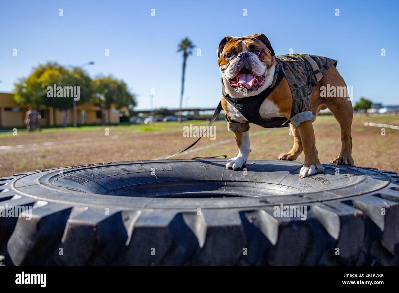 U.S Marine Corps Cpl. Manny, the mascot of Marine Corps Recruit Depot ...