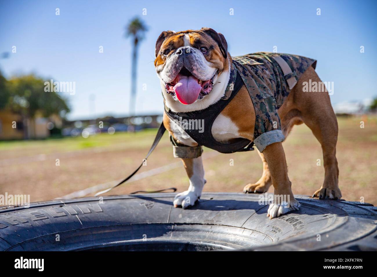 U.S Marine Corps Cpl. Manny, the mascot of Marine Corps Recruit Depot ...