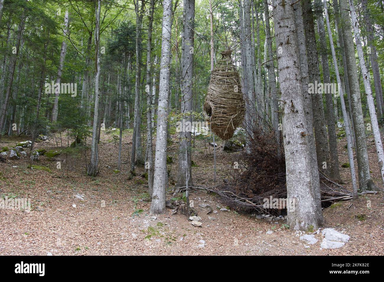 Nest hanging from trees hi-res stock photography and images - Alamy