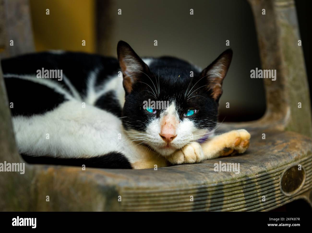 Cat sitting on a chair with blue eyes squint Stock Photo - Alamy