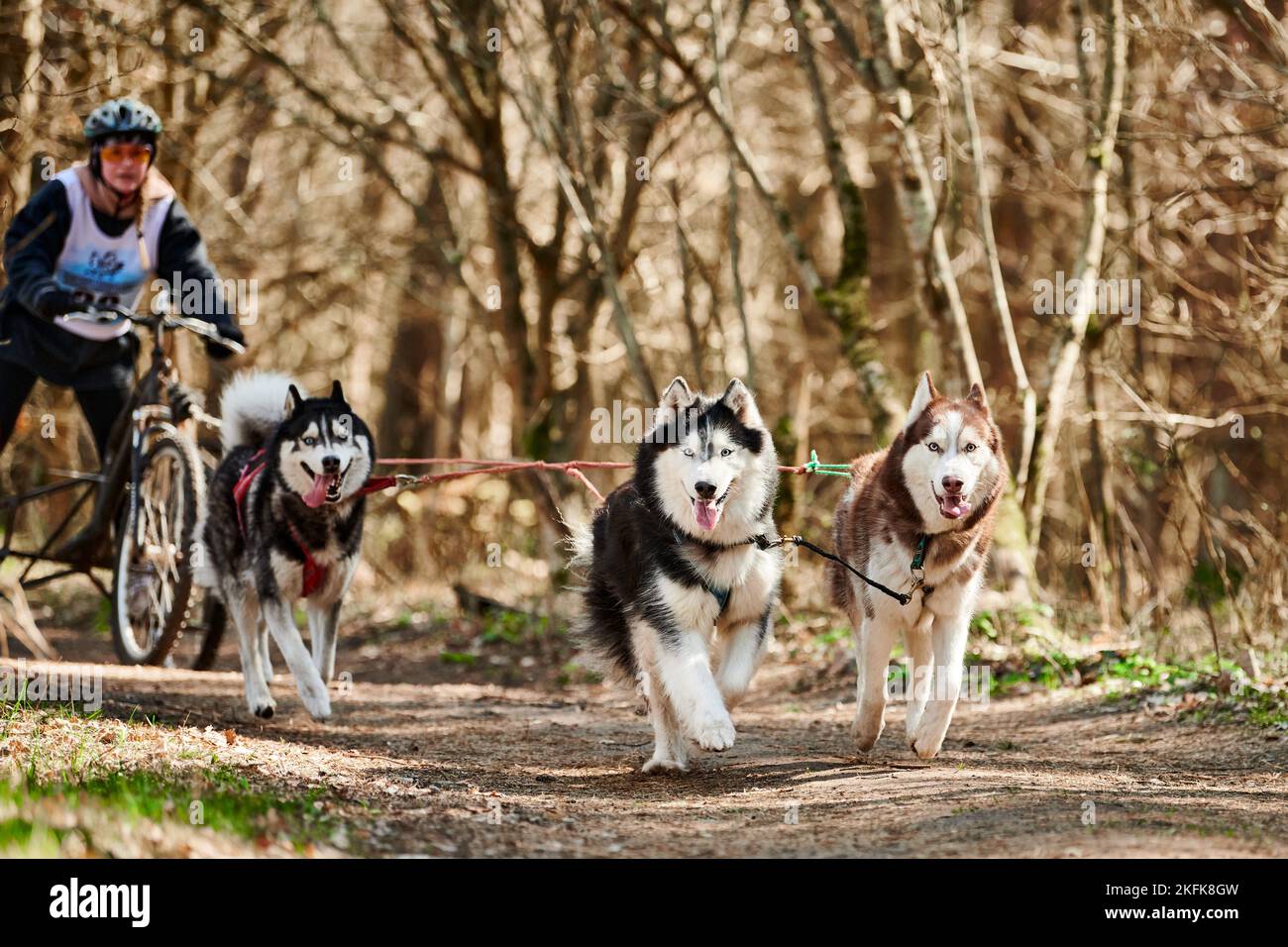 Svetly, Russia - 04.17.2022 - Female musher rides on three wheeled cart ...