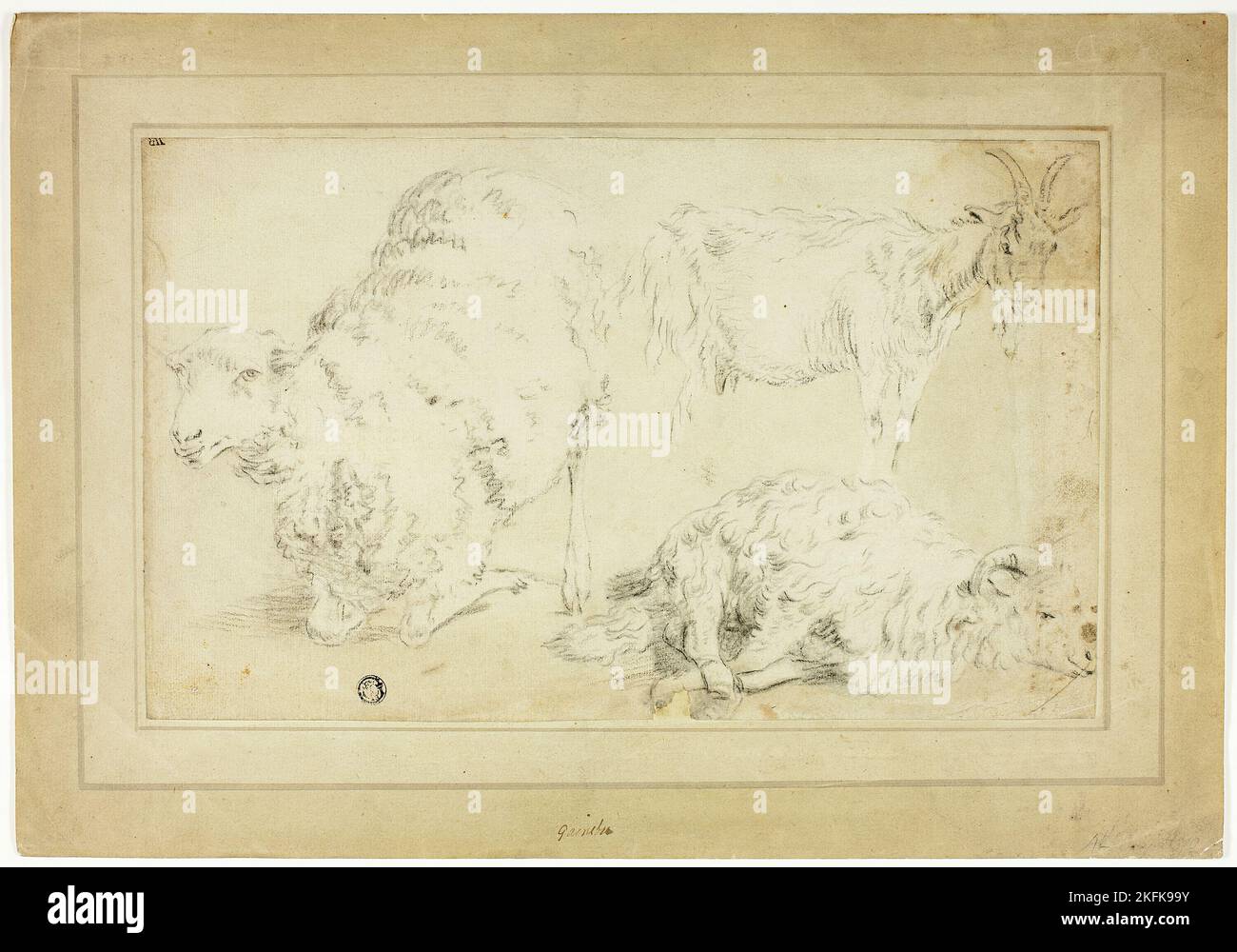 Sketches of Sheep and Goat, 18th century Stock Photo - Alamy