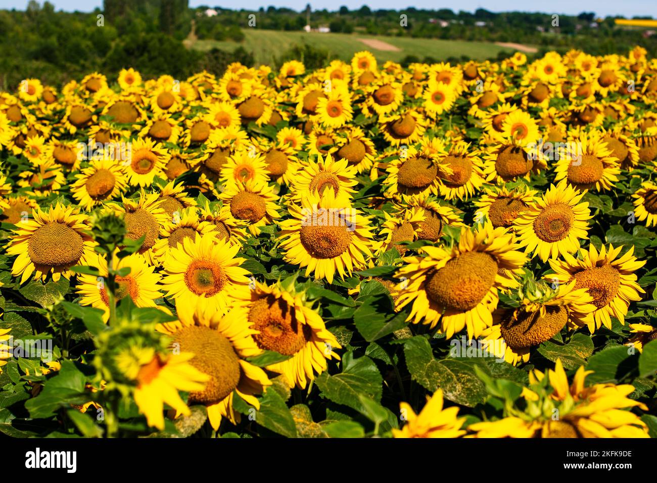 Big yellow sunflowers hi-res stock photography and images - Alamy