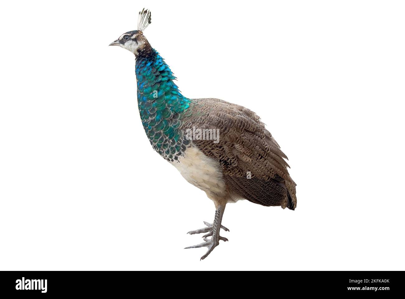 Tiny peacock isolated on white background. Small peacock isolated Stock ...