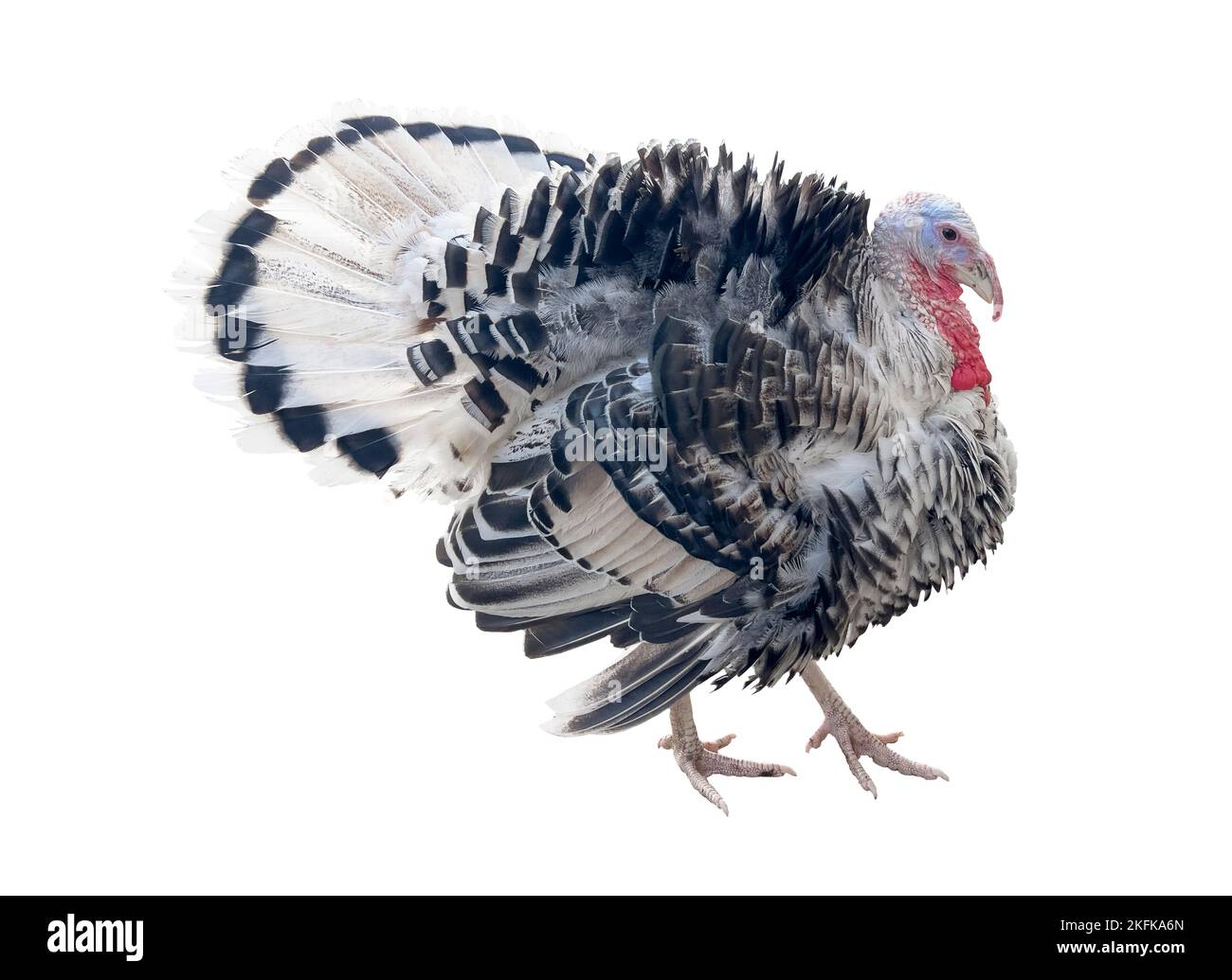 Turkey bird isolated on white background. Turkey-cock isolated Stock ...