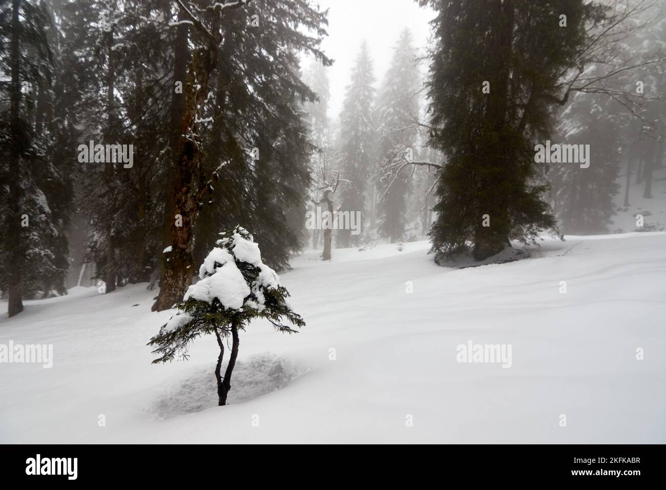 A beautiful view of a snowy forest with trees on a cold winter day ...
