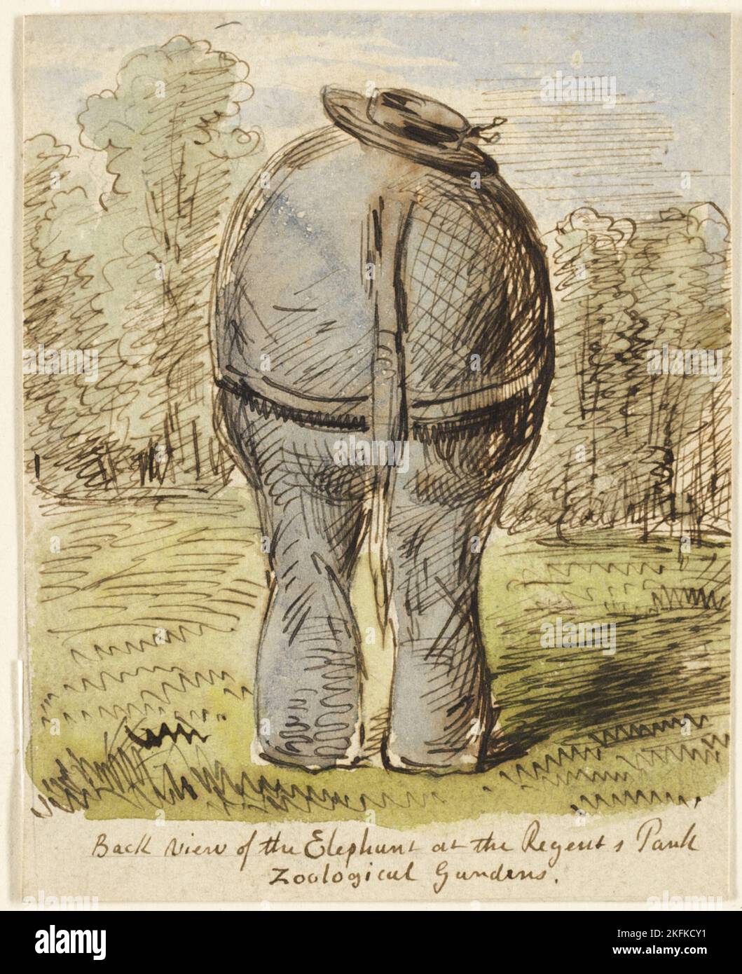Back View of the Elephant at the Regent's Park Zoological Gardens, n.d ...
