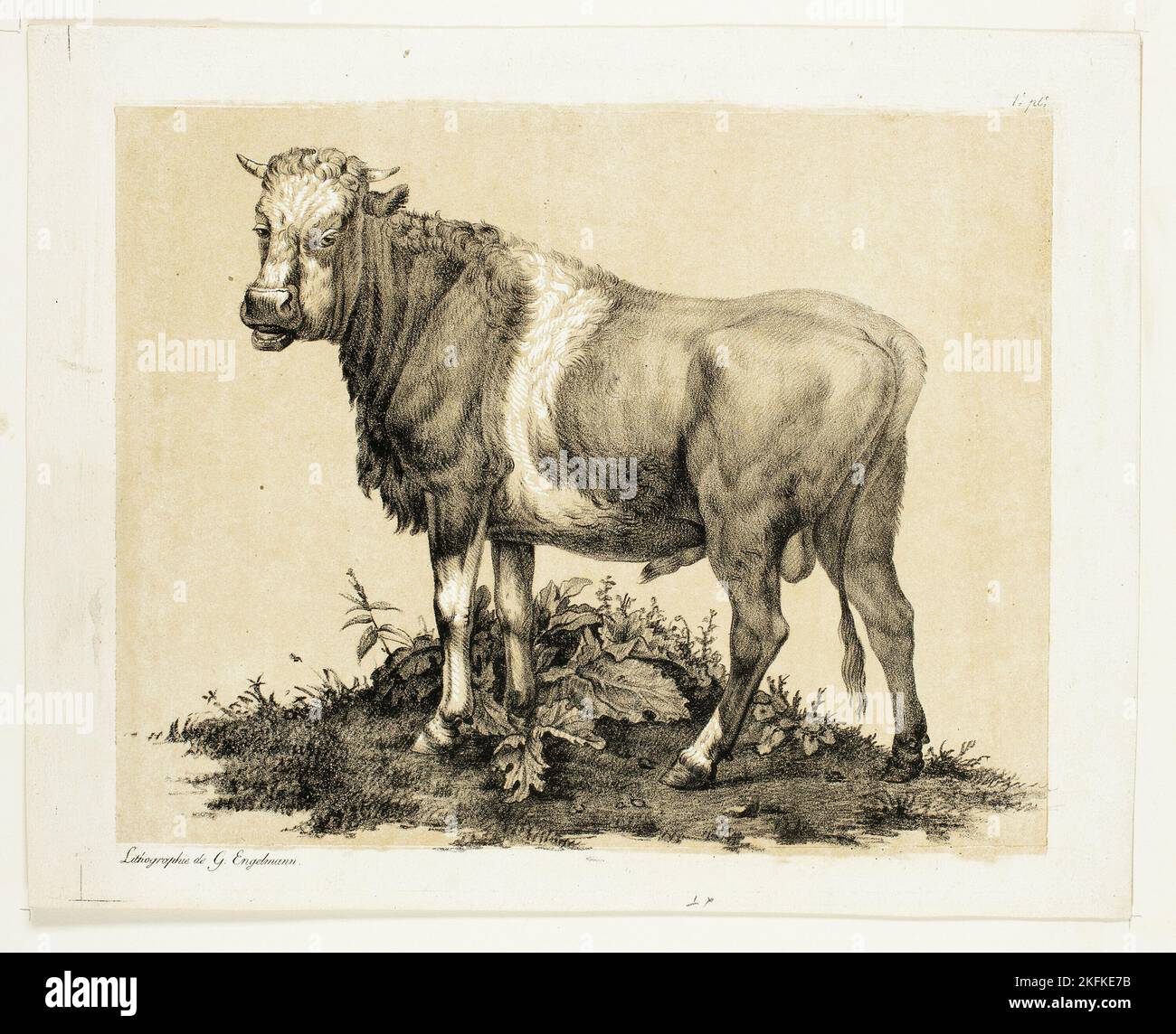The Bull, October 1815 Stock Photo - Alamy