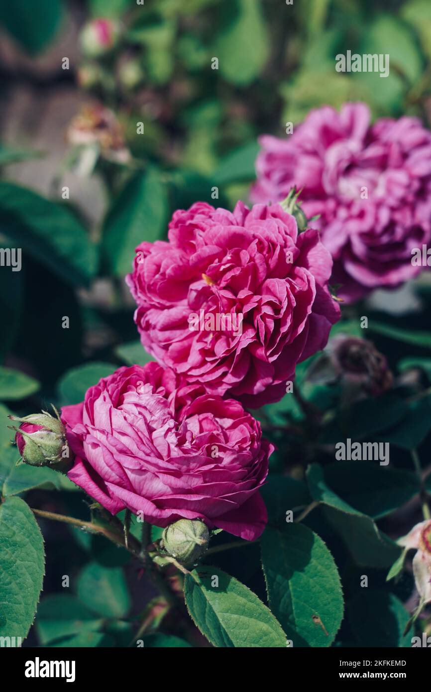 Damask rose flowers hi-res stock photography and images - Alamy