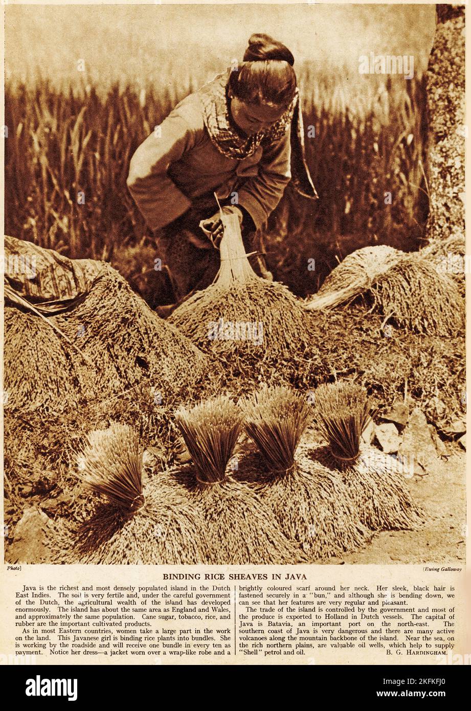 Halftone of a worker binding rice sheaves in Java, from an educational ...