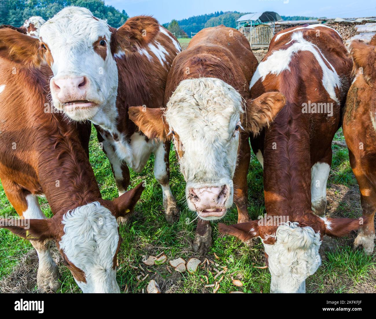 cattle of young cows at the meadow Stock Photo - Alamy