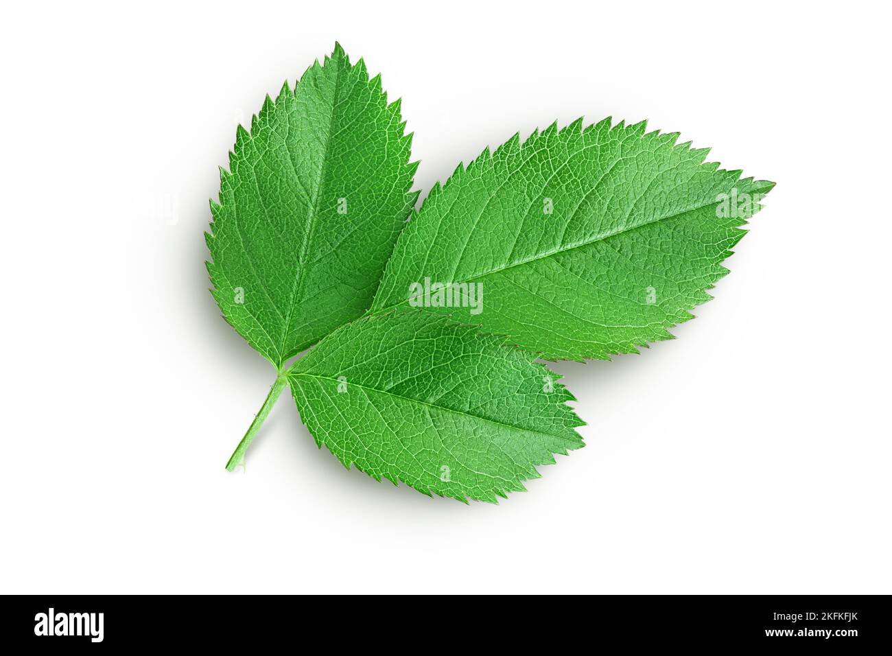 rosehip green leaves isolated on white background Stock Photo - Alamy