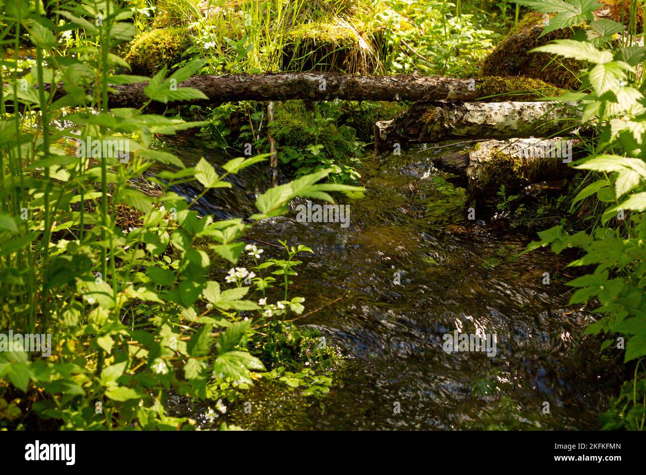 forest spring of clean delicious and healthy water Stock Photo - Alamy
