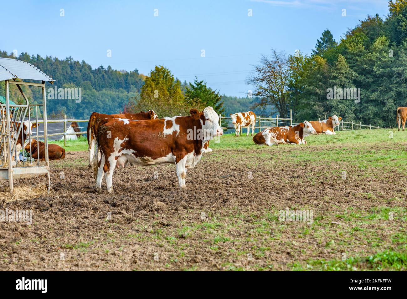 free range cows grazing at the meadow in Germany Stock Photo - Alamy